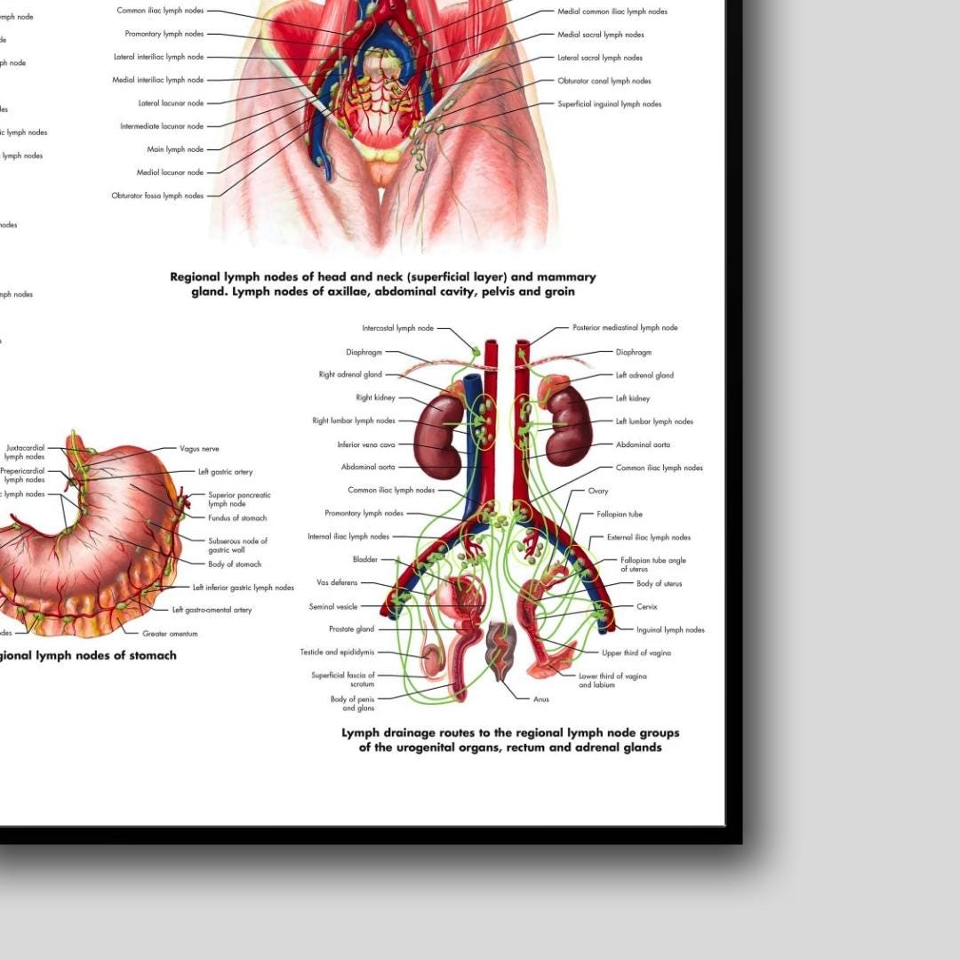 Lymphatic System Poster Anatomy Human Biology Poster Medical Student ...