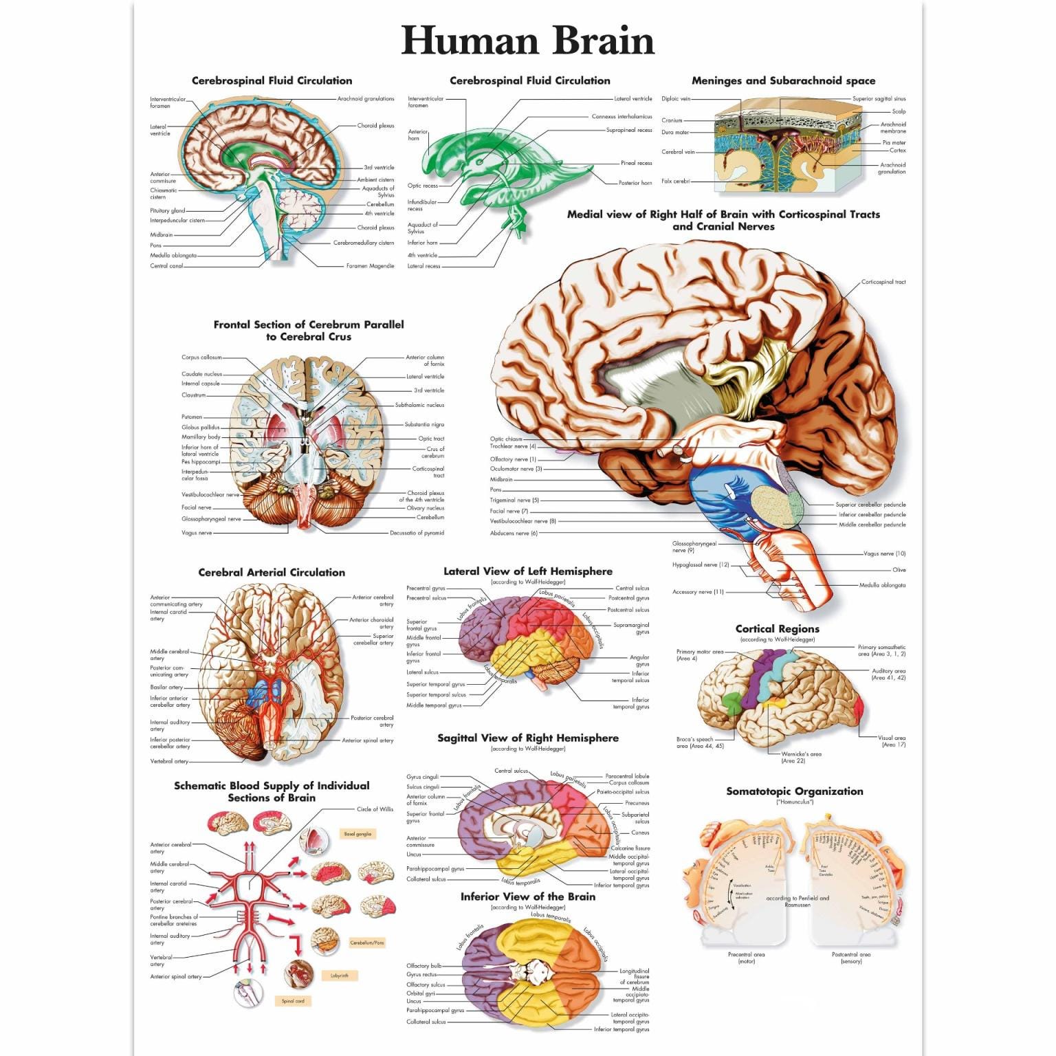 Human Brain Chart Anatomy Human Physiology Charts Medical Student Wall ...