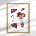 The Liver Chart Anatomy Human Physiology Charts Medical Student Wall ...