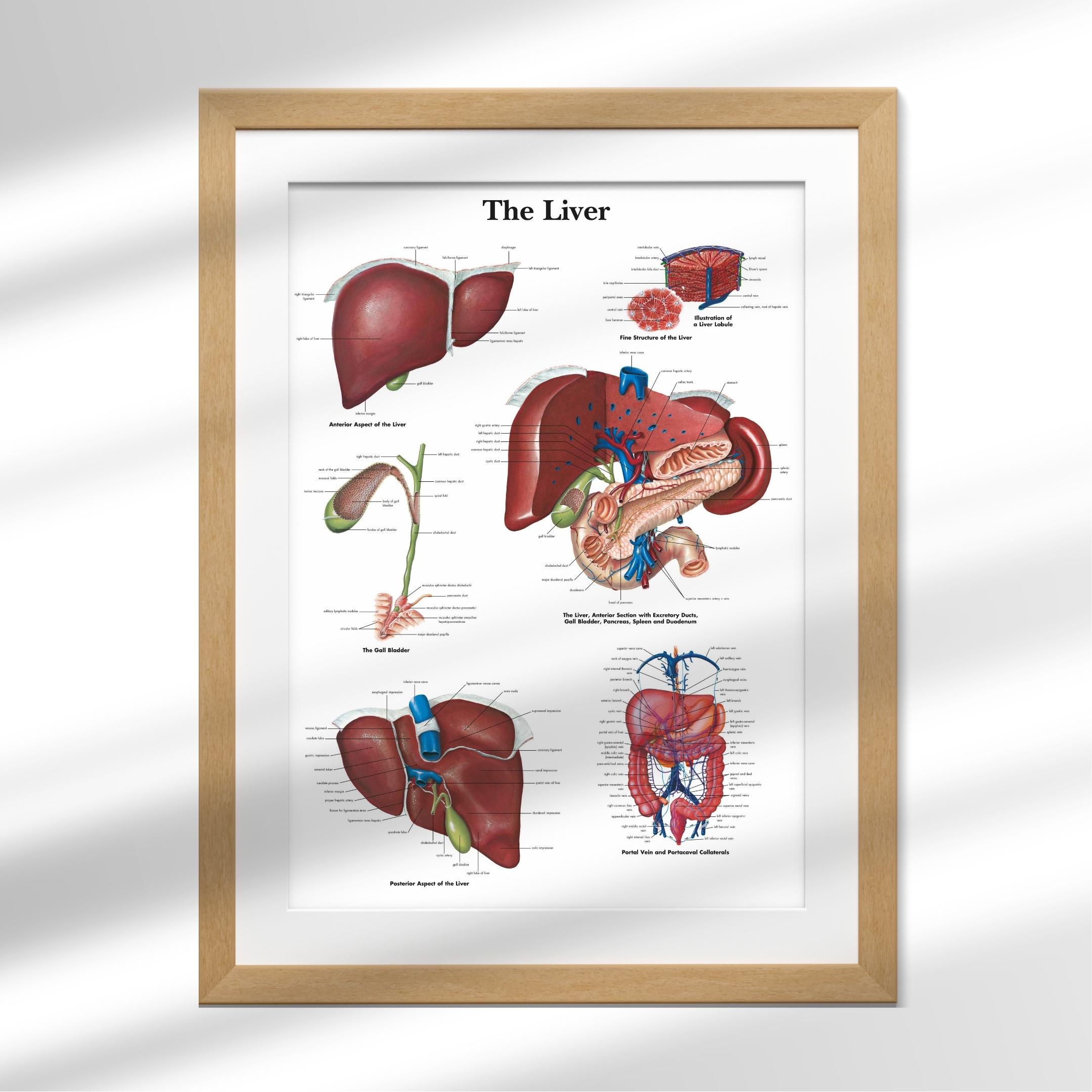 The Liver Chart Anatomy Human Physiology Charts Medical Student Wall ...
