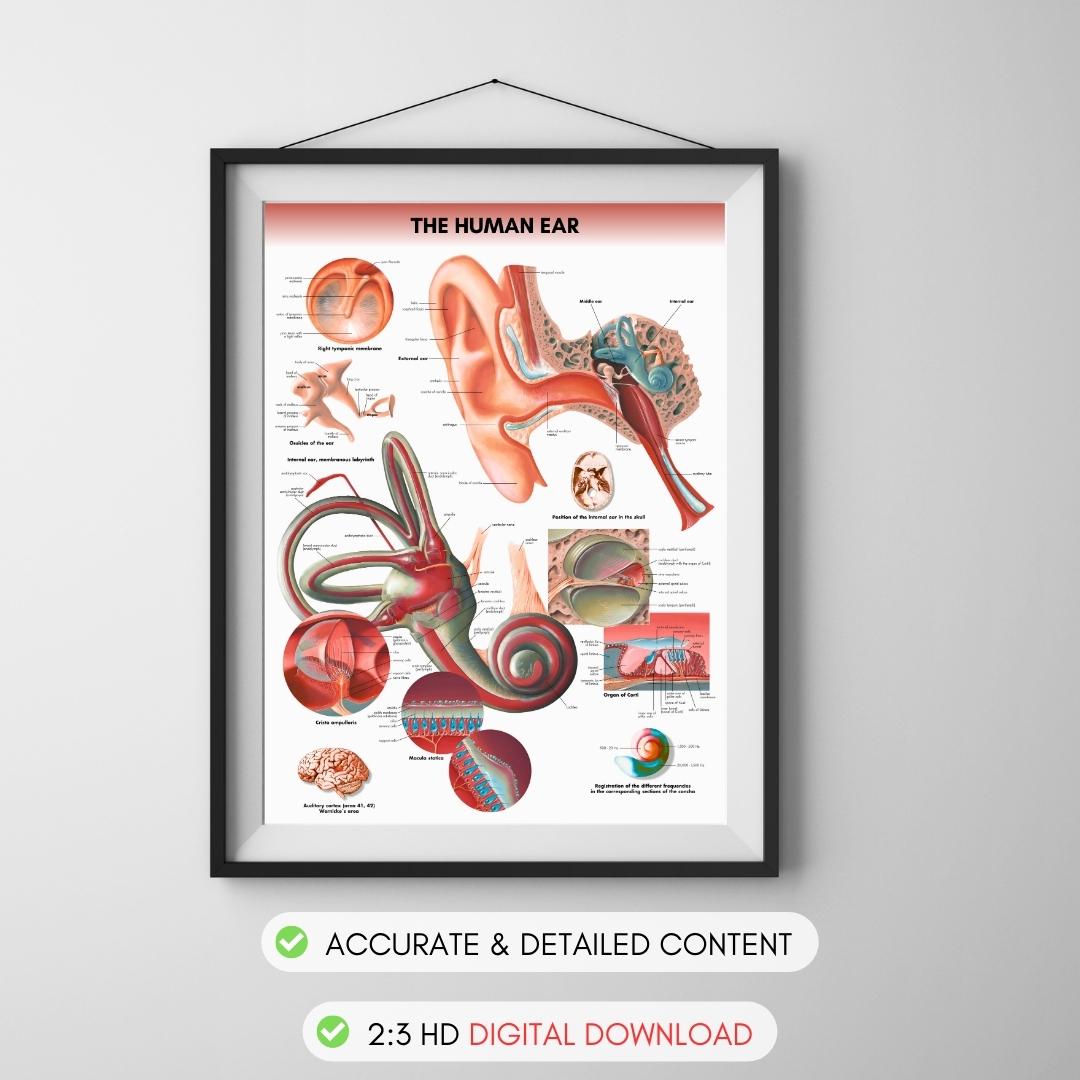 Ear Poster Anatomy Human Biology Poster Medical Student Poster Ear ...