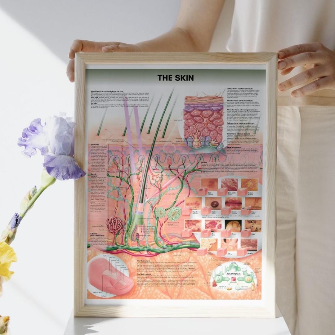 Skin Poster Anatomy Human Biology Poster Medical Student Poster ...