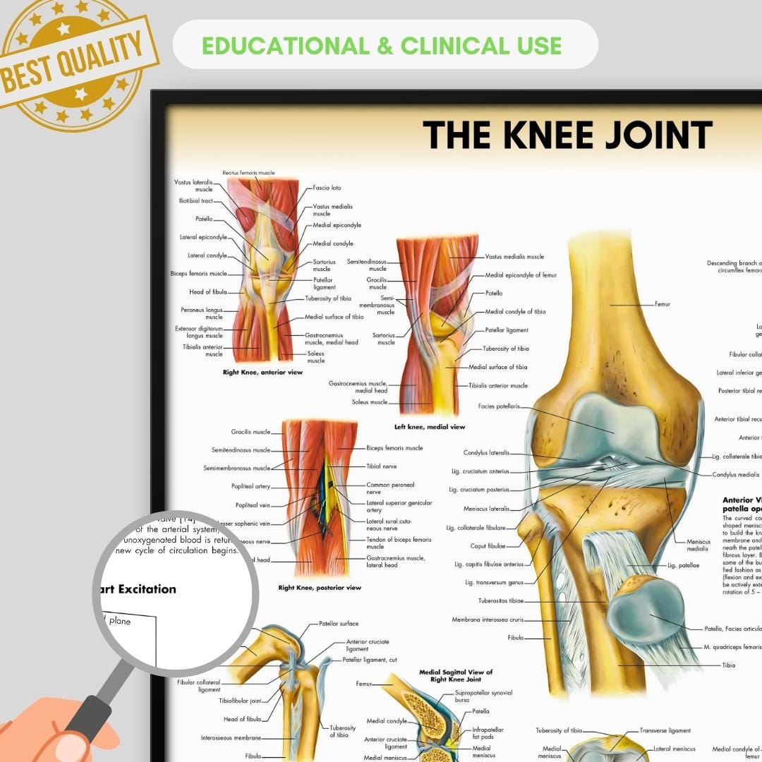 Knee Poster Anatomy Human Biology Poster Medical Student Poster Knee ...
