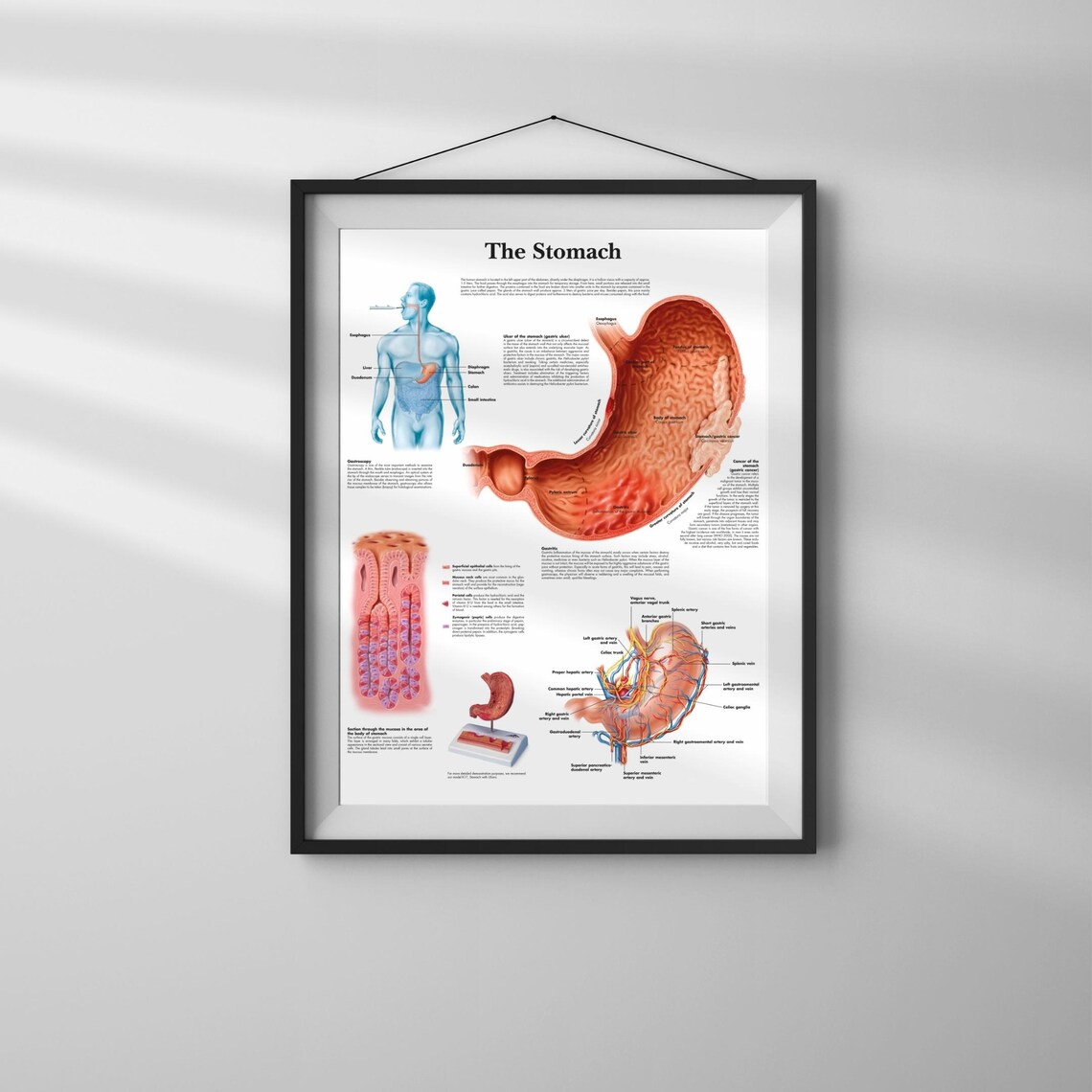 The Stomach Chart Anatomy Human Physiology Charts Medical Student Wall Poster Diagram the ...