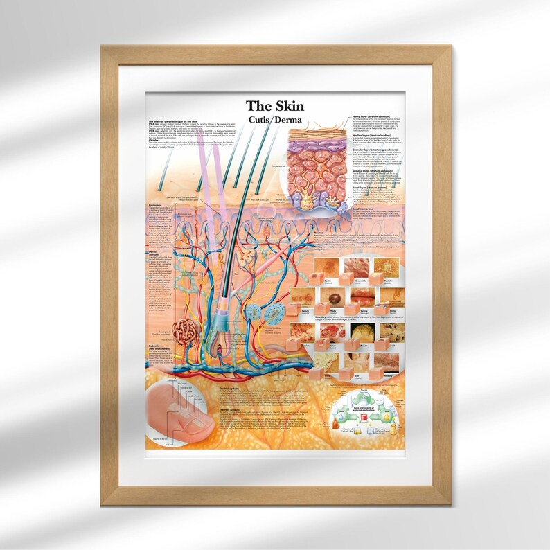The Skin Chart Anatomy Human Physiology Charts Medical Student Wall ...