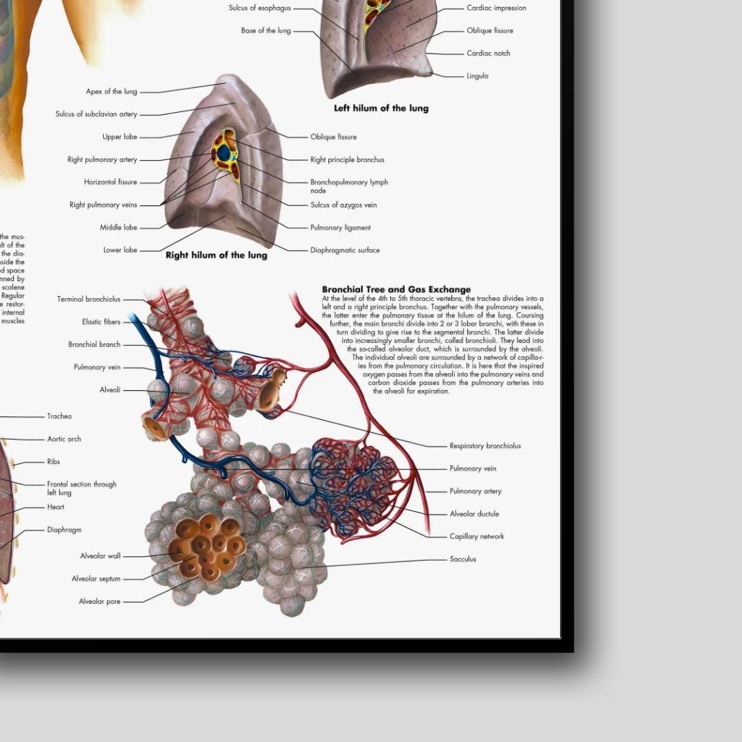 Respiratory System Chart Anatomy Human Physiology Charts Medical ...