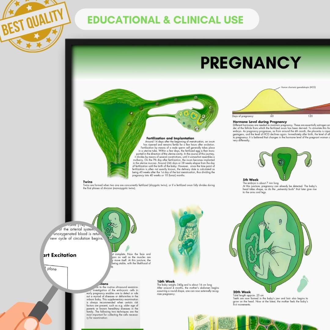 Pregnancy Poster Anatomy Human Biology Poster Medical Student Poster ...