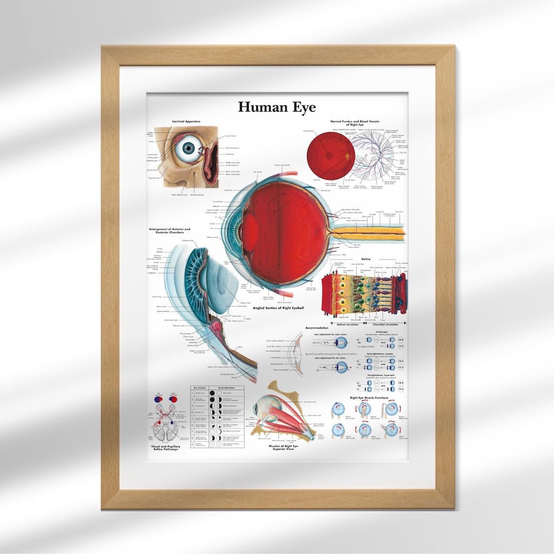 Human Eye Chart Anatomy Human Physiology Charts Medical Student Wall ...