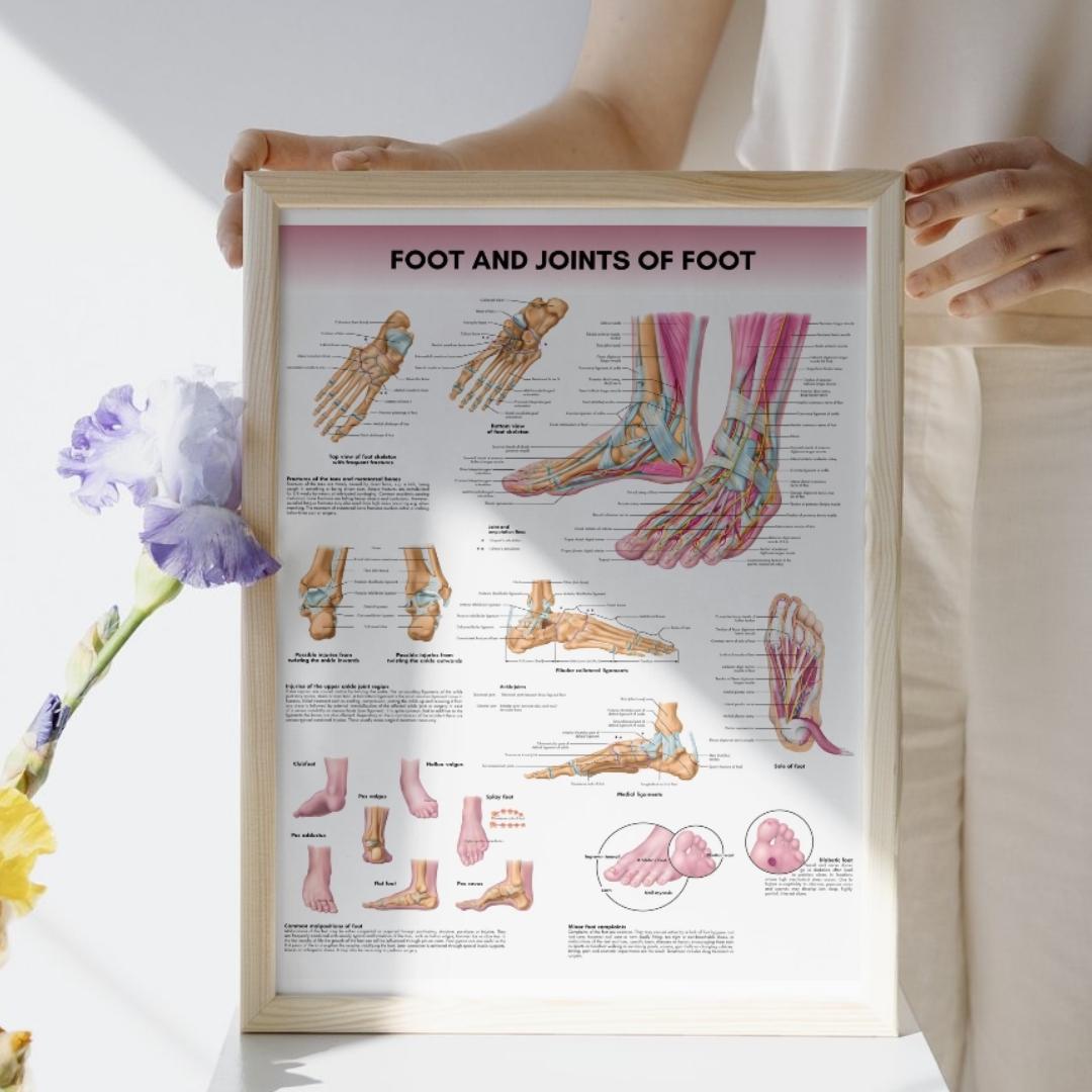 Foot and Joints Poster Anatomy Human Biology Poster Medical Student ...