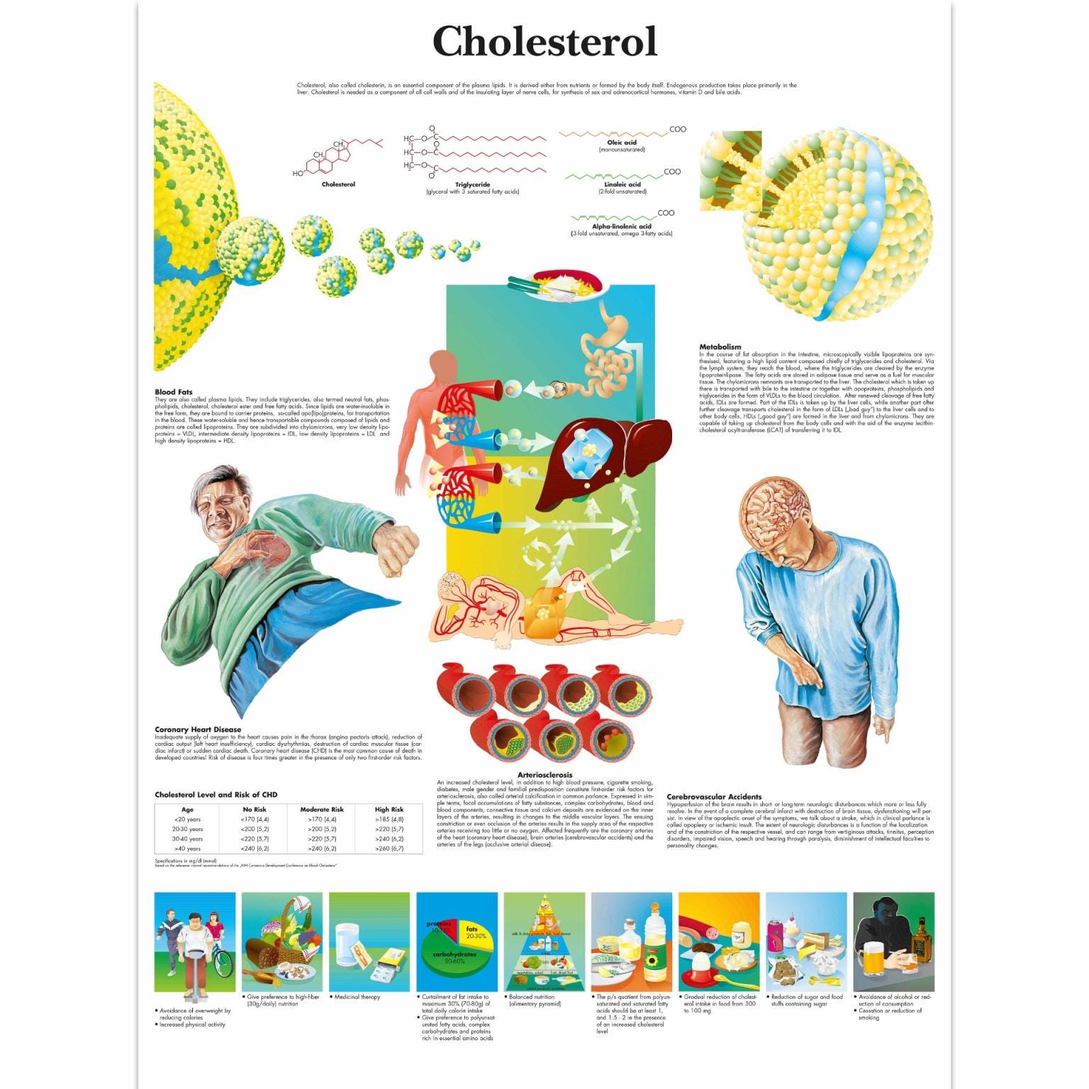 Cholesterol Chart Anatomy Human Physiology Charts Medical Student Wall ...