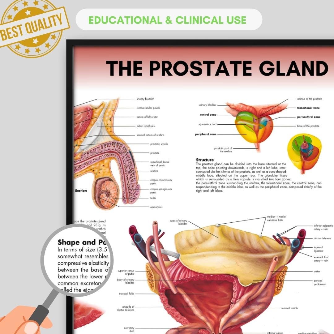 Prostate Gland Poster Anatomy Human Biology Poster Medical Student ...
