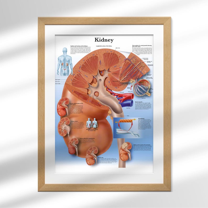 Kidney Chart Anatomy Human Physiology Charts Medical Student Wall ...