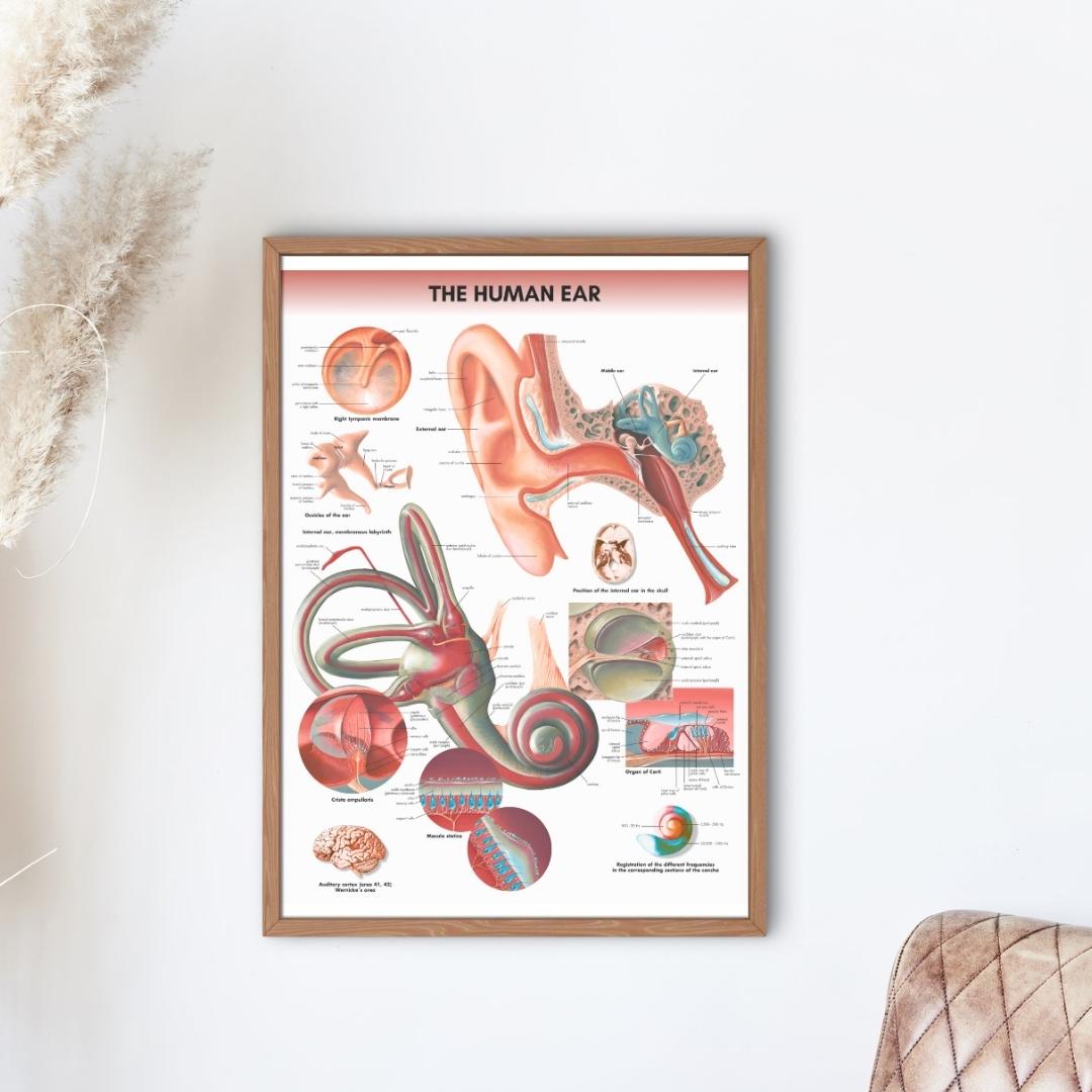 Ear Poster Anatomy Human Biology Poster Medical Student Poster Ear ...