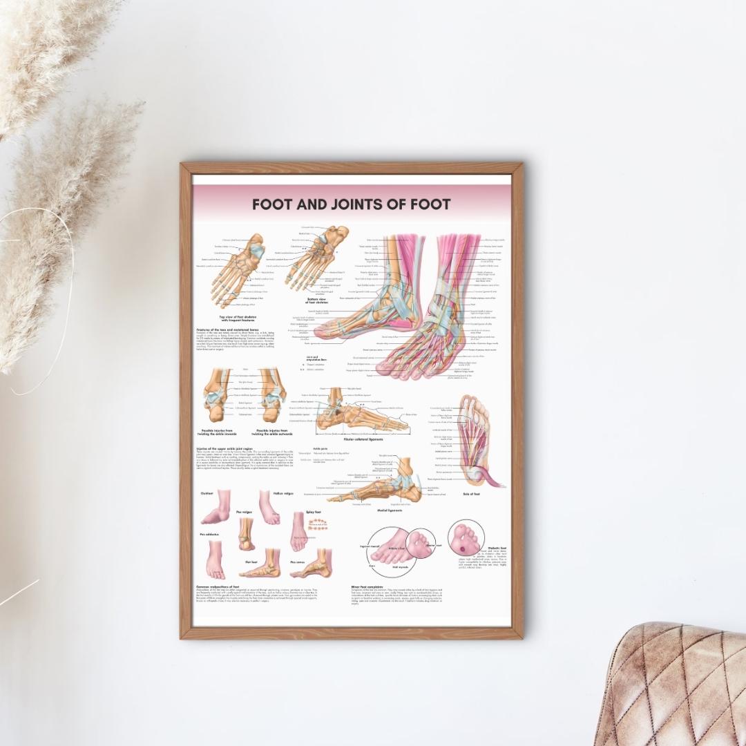Foot and Joints Poster Anatomy Human Biology Poster Medical Student ...