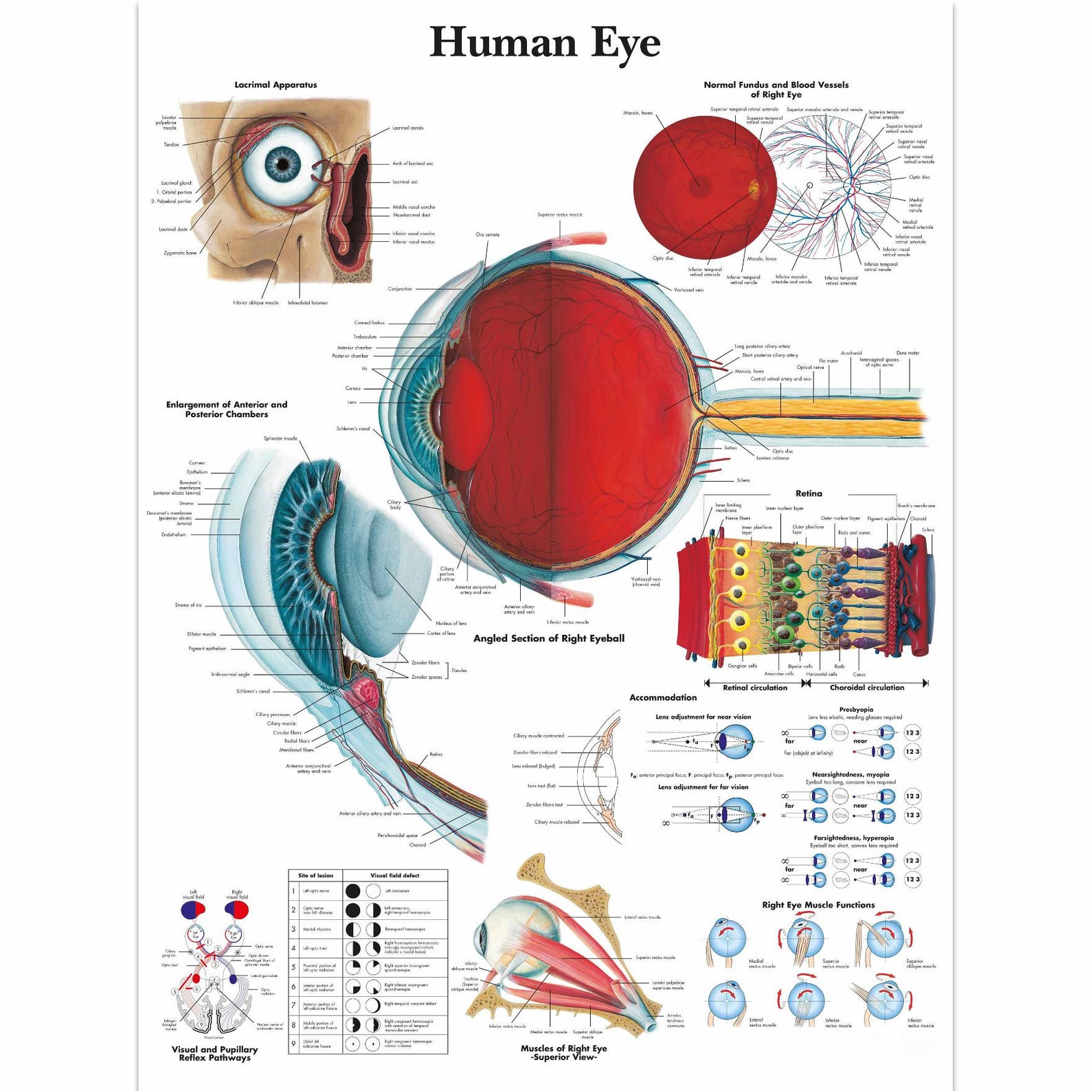 Human Eye Chart Anatomy Human Physiology Charts Medical Student Wall ...