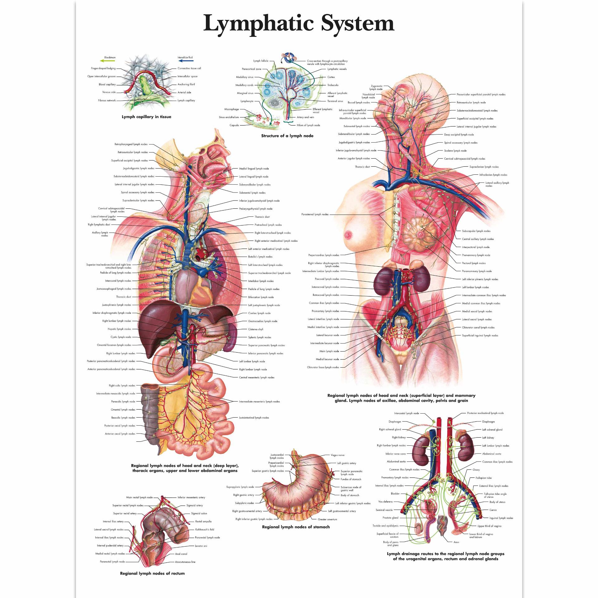 Lymphatic System Chart Anatomy Human Physiology Charts Medical Student ...