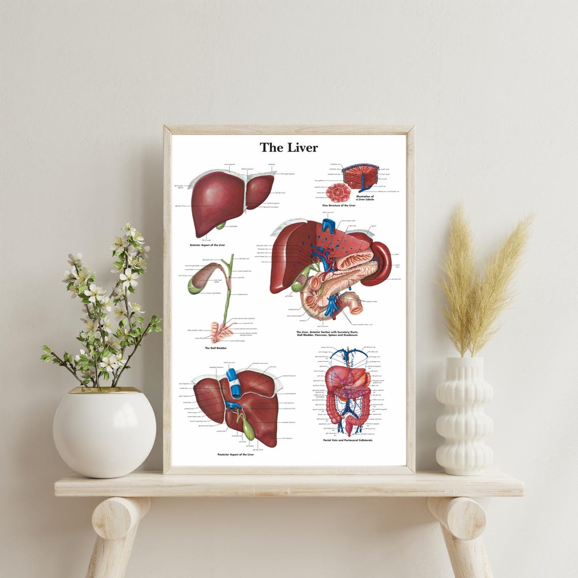 The Liver Chart Anatomy Human Physiology Charts Medical Student Wall ...