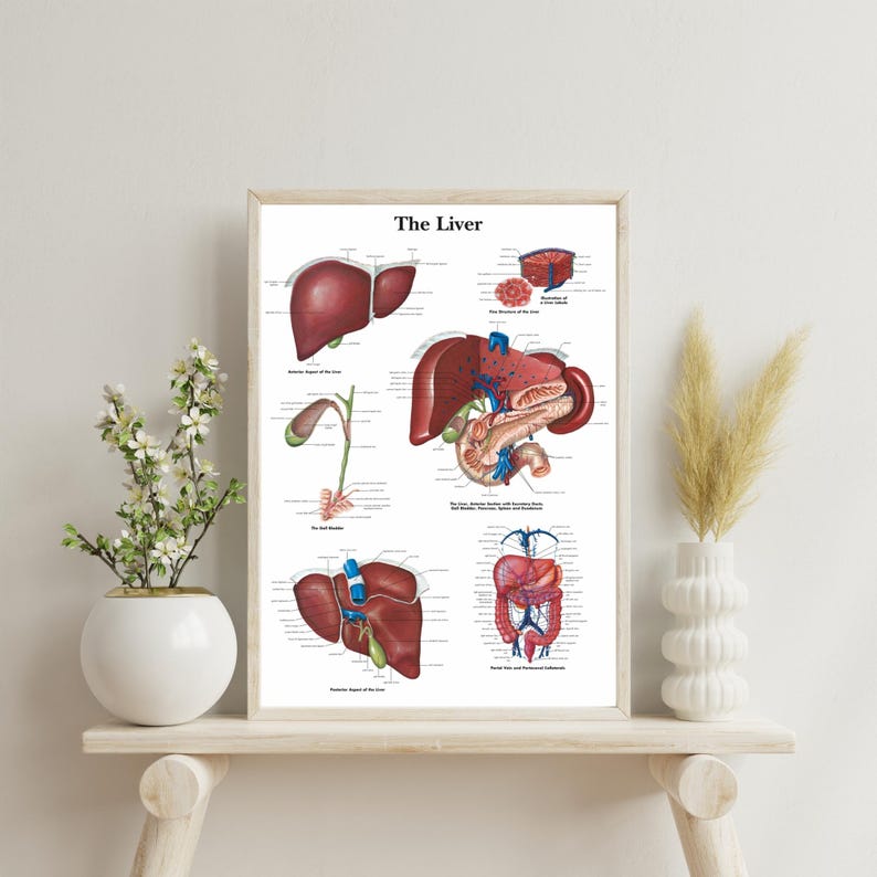 The Liver Chart Anatomy Human Physiology Charts Medical Student Wall ...