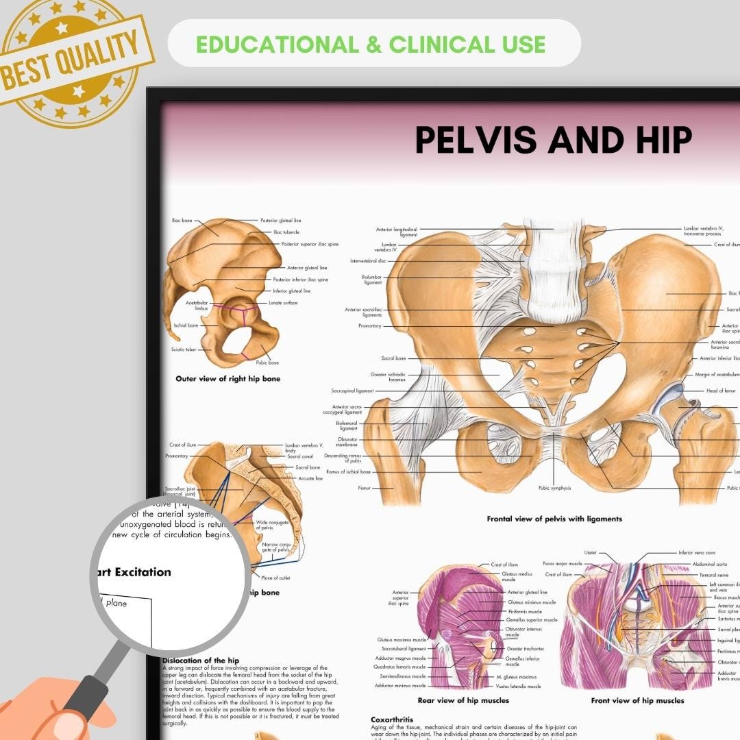 Anatomy Poster Pelvis Human Biology Poster Medical Student Poster Hip ...