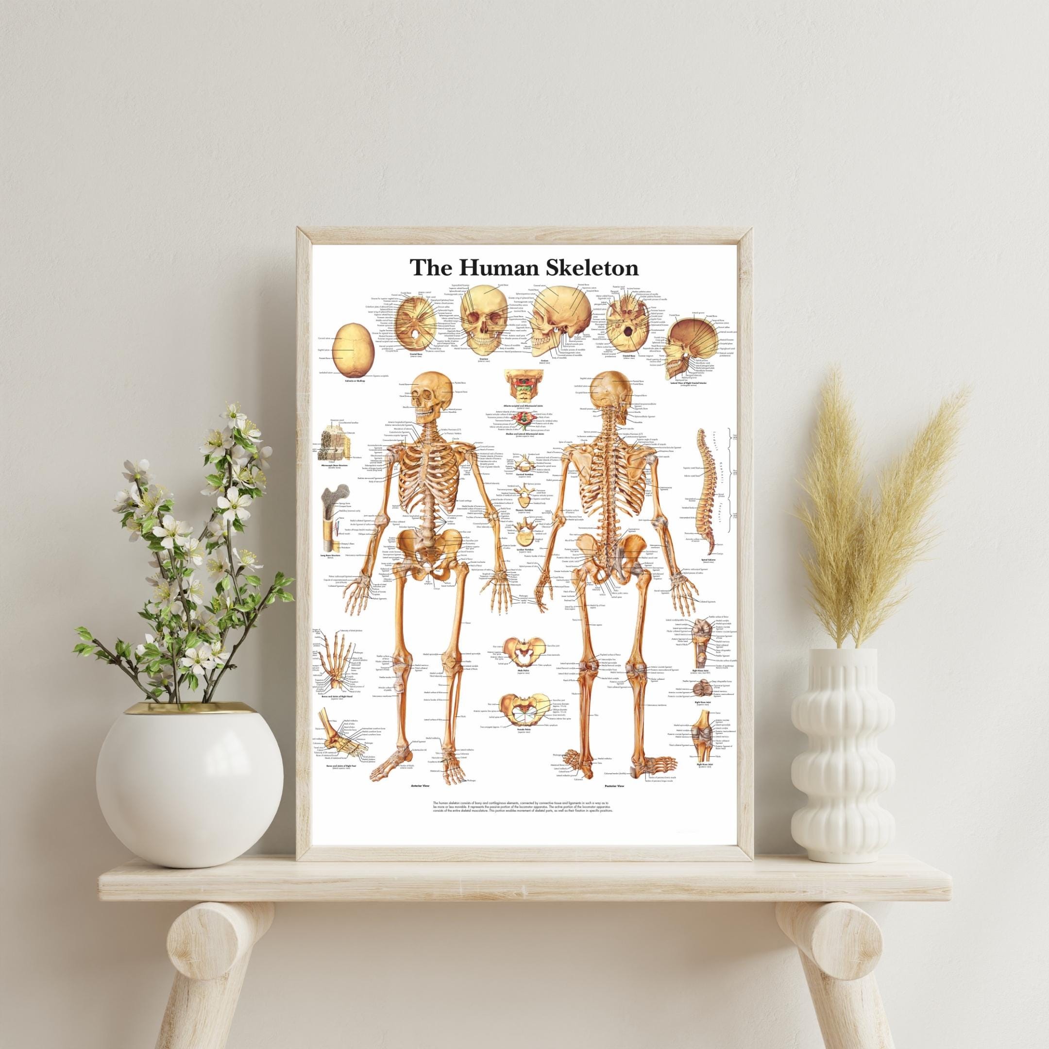 Human Skeleton Chart Anatomy Human Physiology Charts Medical Student ...