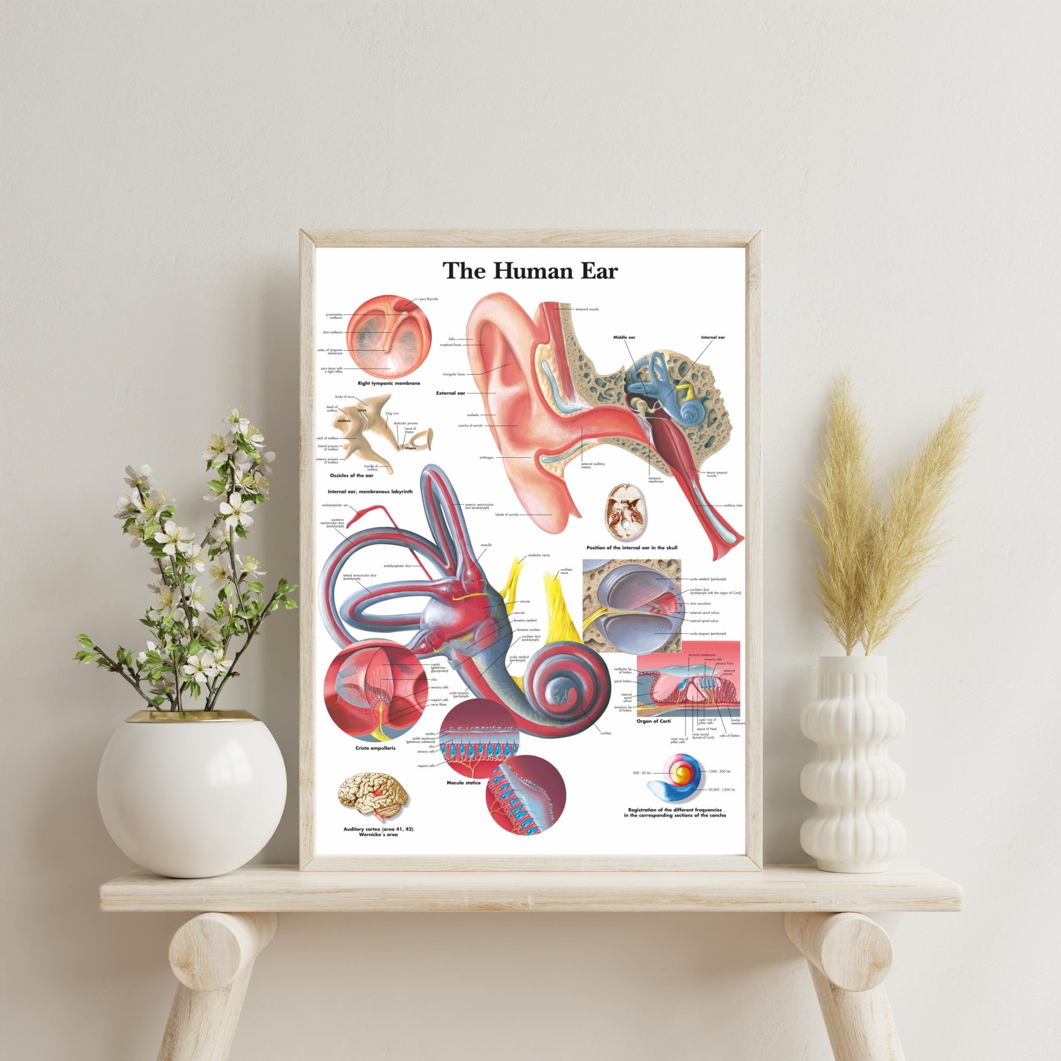The Human Ear Chart Anatomy Human Physiology Charts Medical Student ...