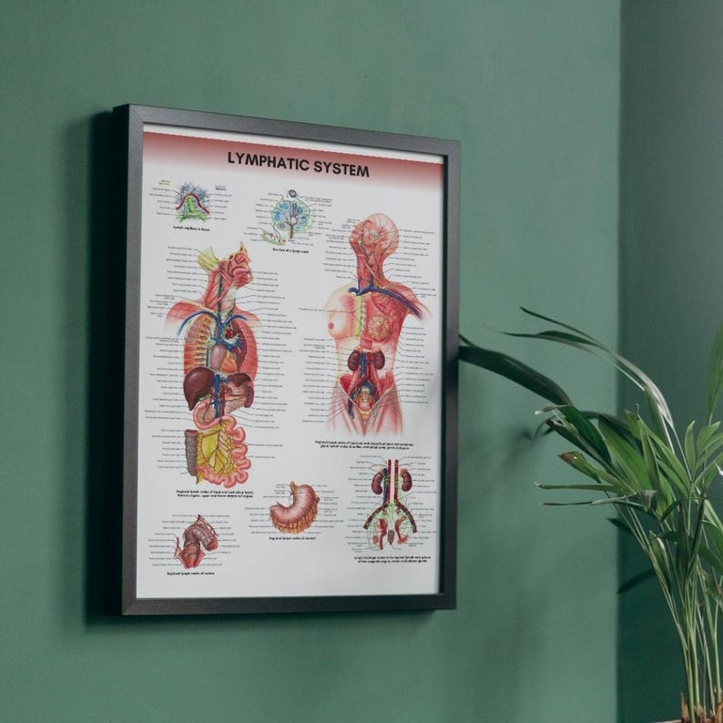 Lymphatic System Poster Anatomy Human Biology Poster Medical Student ...