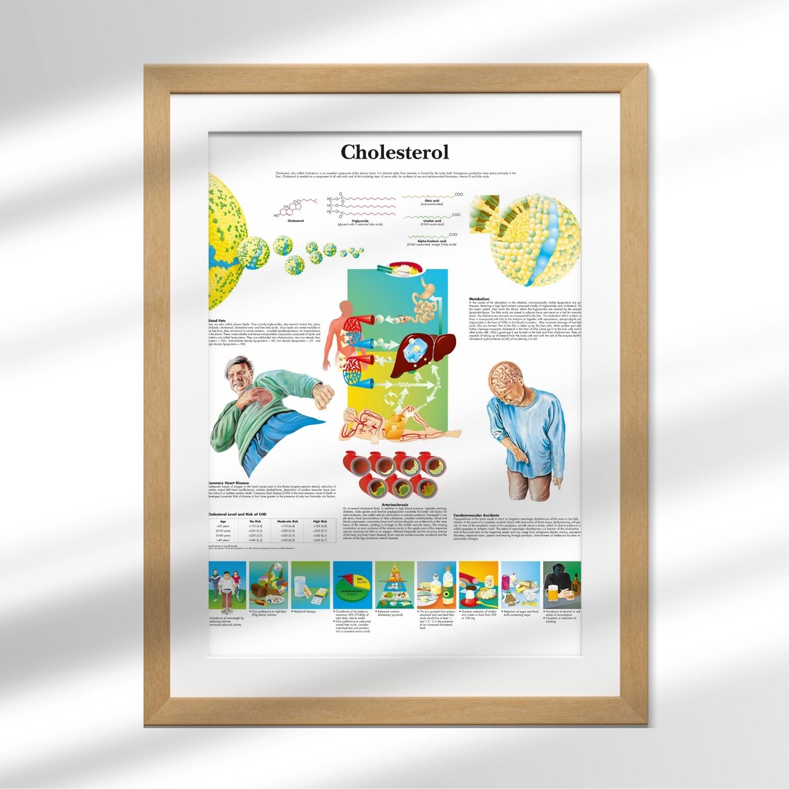 Cholesterol Chart Anatomy Human Physiology Charts Medical Student Wall ...