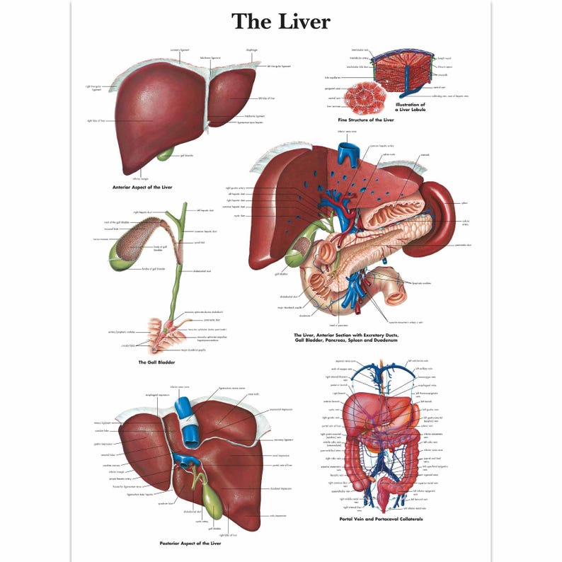 The Liver Chart Anatomy Human Physiology Charts Medical Student Wall ...