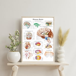 Human Brain Chart Anatomy Human Physiology Charts Medical Student Wall ...