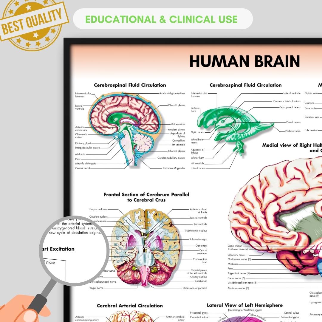 Brain Poster Anatomy Human Biology Poster Medical Student Poster Brain ...