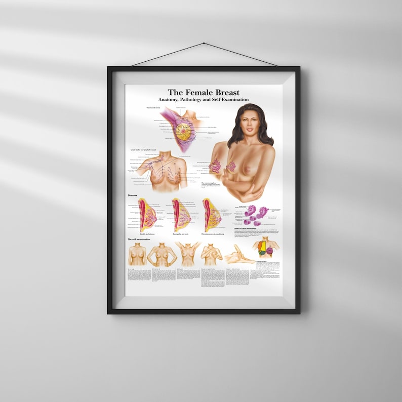 The Female Breast Chart Anatomy Human Physiology Charts Medical Student Wall Poster Diagram the ...