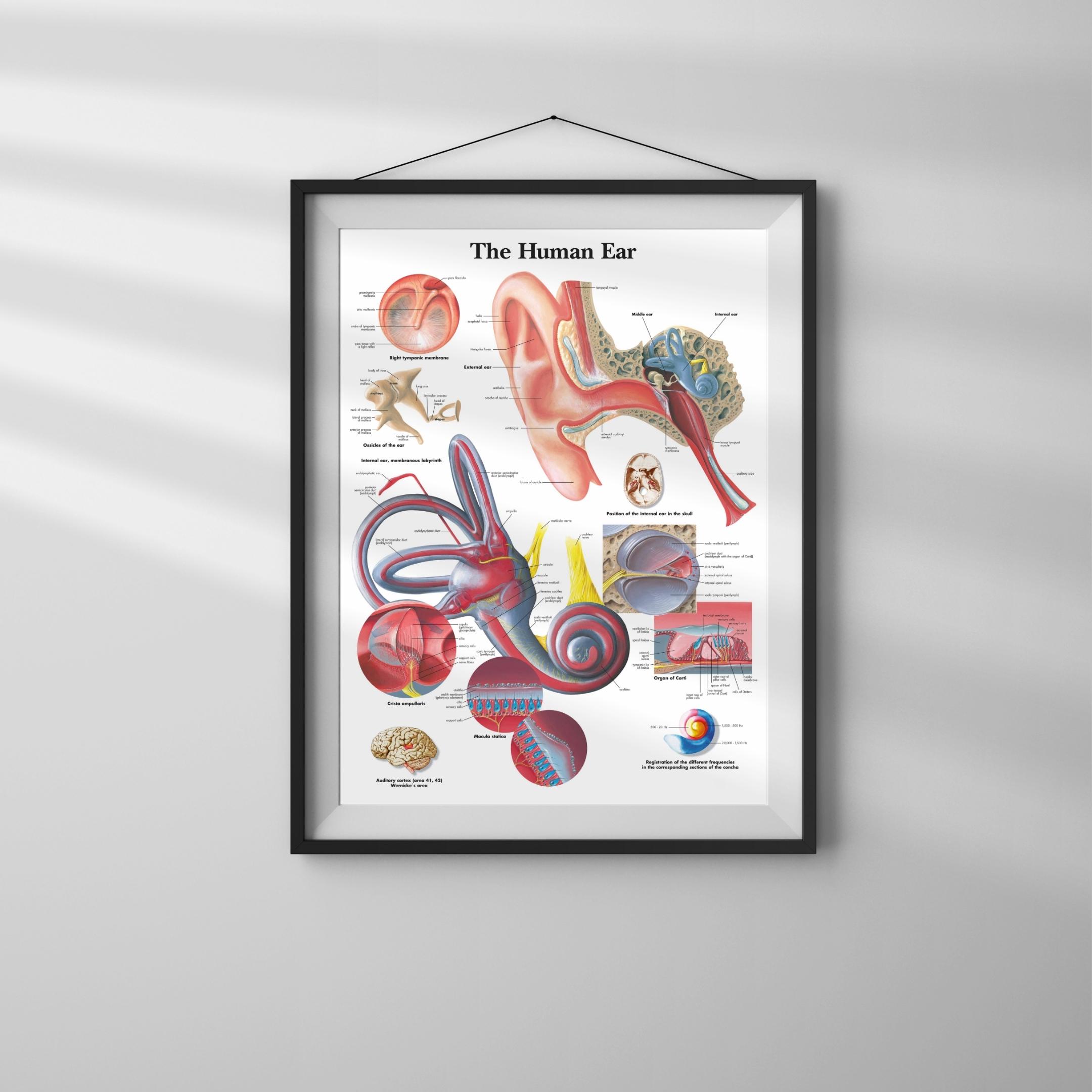 The Human Ear Chart Anatomy Human Physiology Charts Medical Student ...