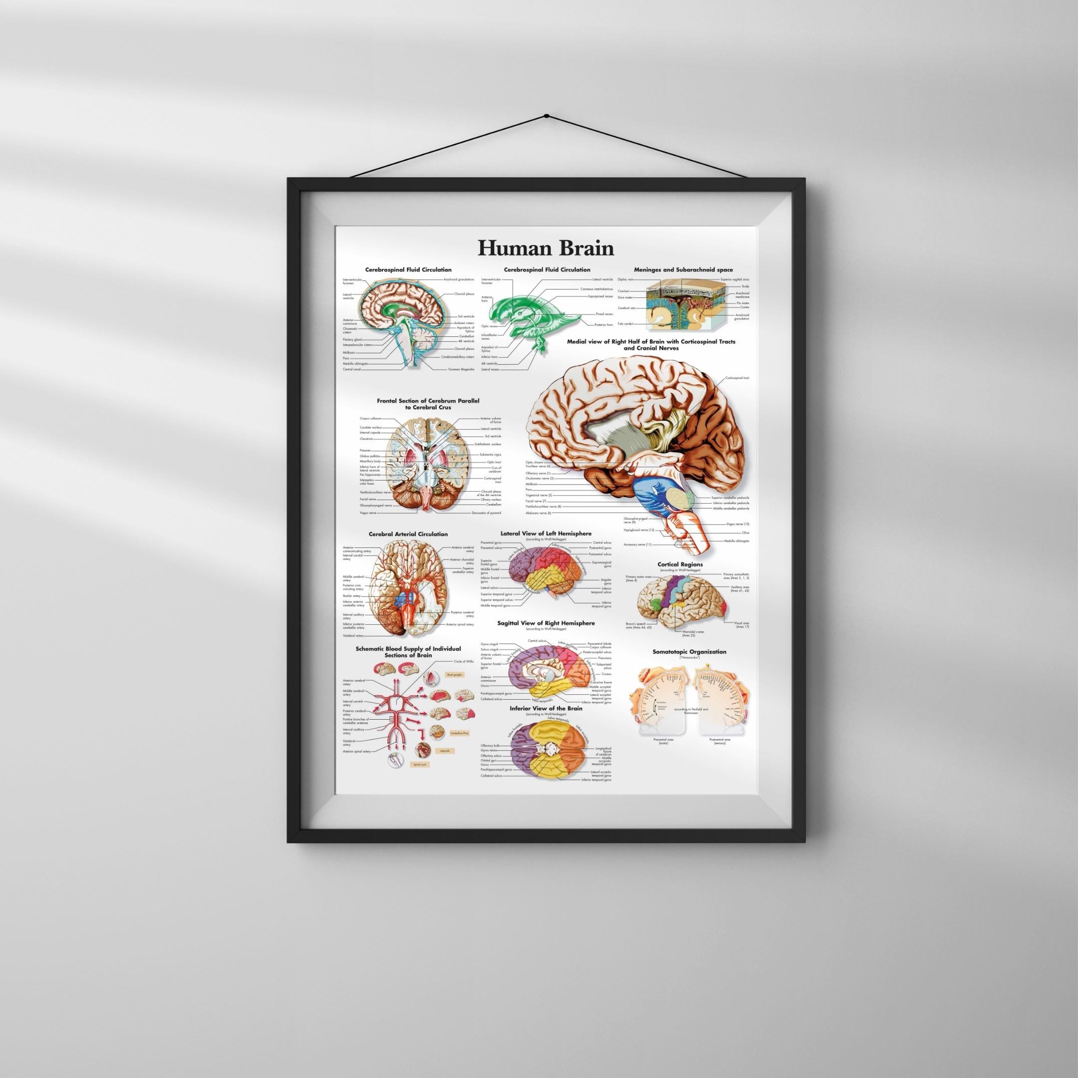 Human Brain Chart Anatomy Human Physiology Charts Medical Student Wall ...