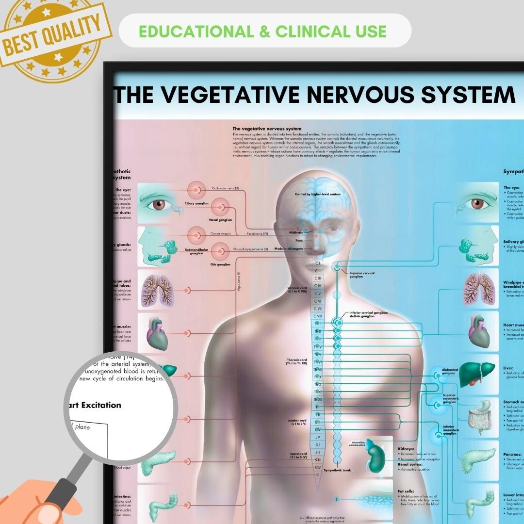 Vegetative Nervous System Poster Anatomy Human Biology Poster Medical ...