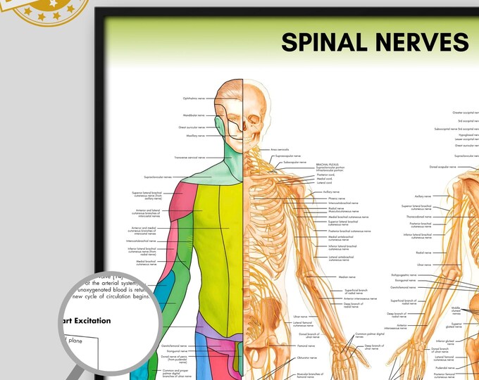 Spinal Nerves Poster Anatomy Human Biology Poster Medical Student ...