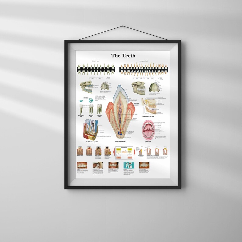 The Teeth Chart Anatomy Human Physiology Charts Medical Student Wall ...