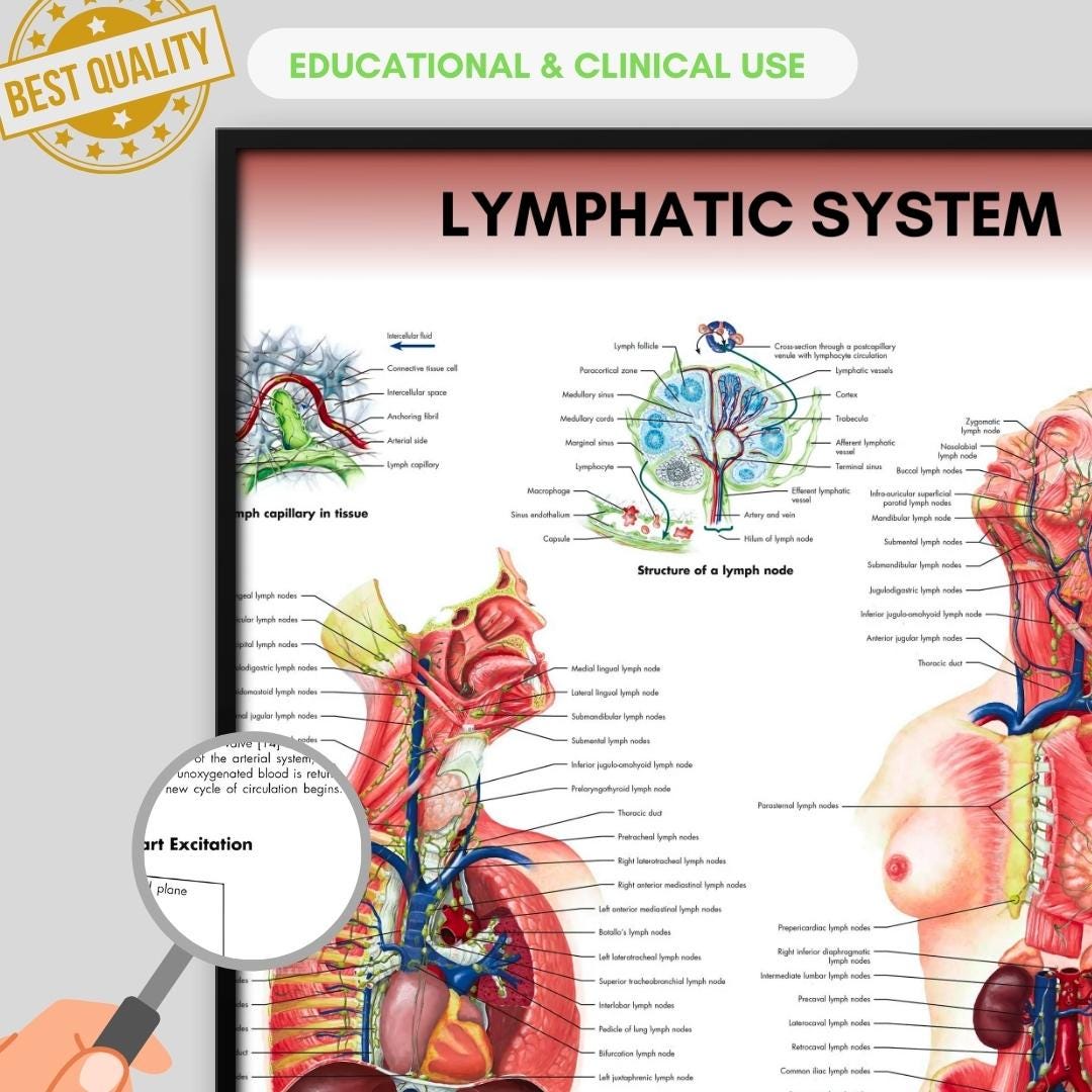 Lymphatic System Poster Anatomy Human Biology Poster Medical Student ...