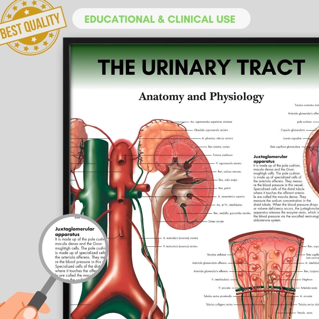 Urinary Tract Poster Anatomy Human Biology Poster Medical Student ...