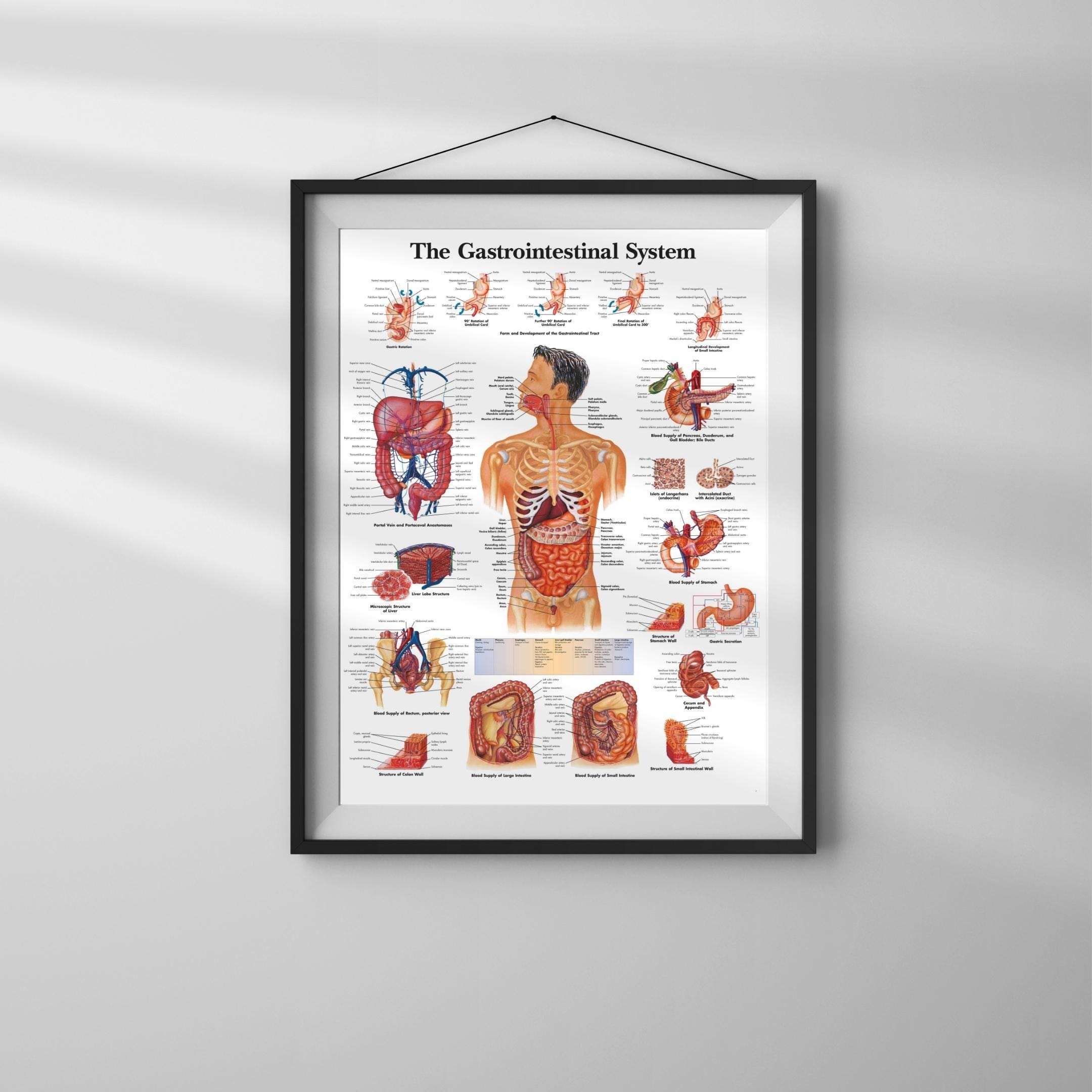 The Gastrointestinal System Chart Anatomy Human Physiology Charts ...
