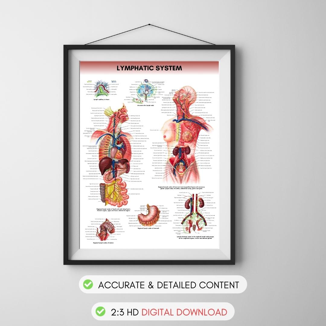 Lymphatic System Poster Anatomy Human Biology Poster Medical Student ...