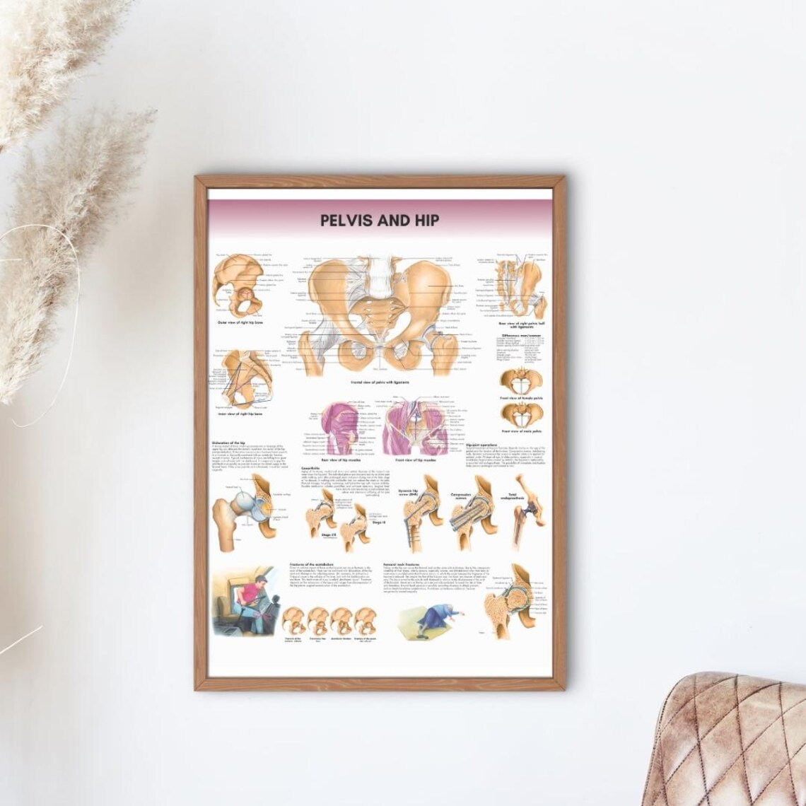 Pelvis Poster Anatomy Human Biology Poster Medical Student Poster Hip ...