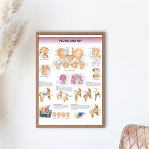 Pelvis Poster Anatomy Human Biology Poster Medical Student Poster Hip ...