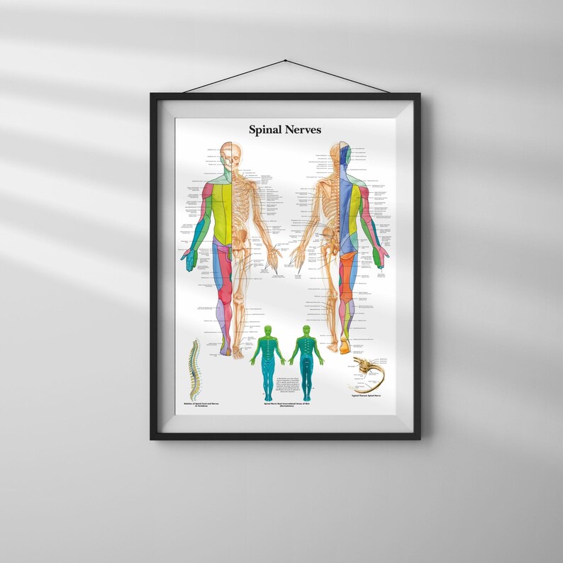 Spinal Nerves Poster Anatomy Human Biology Poster Medical Student Poster Spinal Nerves ...