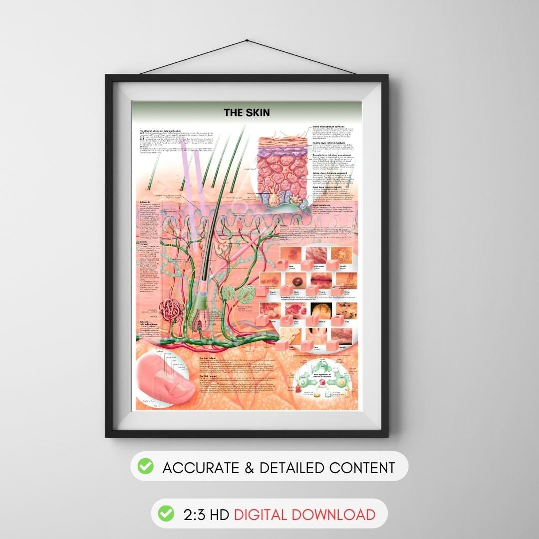 Skin Poster Anatomy Human Biology Poster Medical Student Poster ...