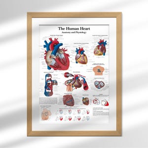The Human Heart Chart Anatomy Human Physiology Charts Medical Student ...