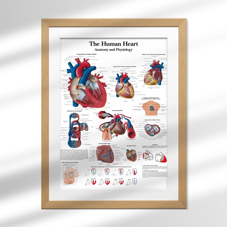 The Human Heart Chart Anatomy Human Physiology Charts Medical Student ...
