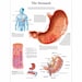 The Stomach Chart Anatomy Human Physiology Charts Medical Student Wall ...