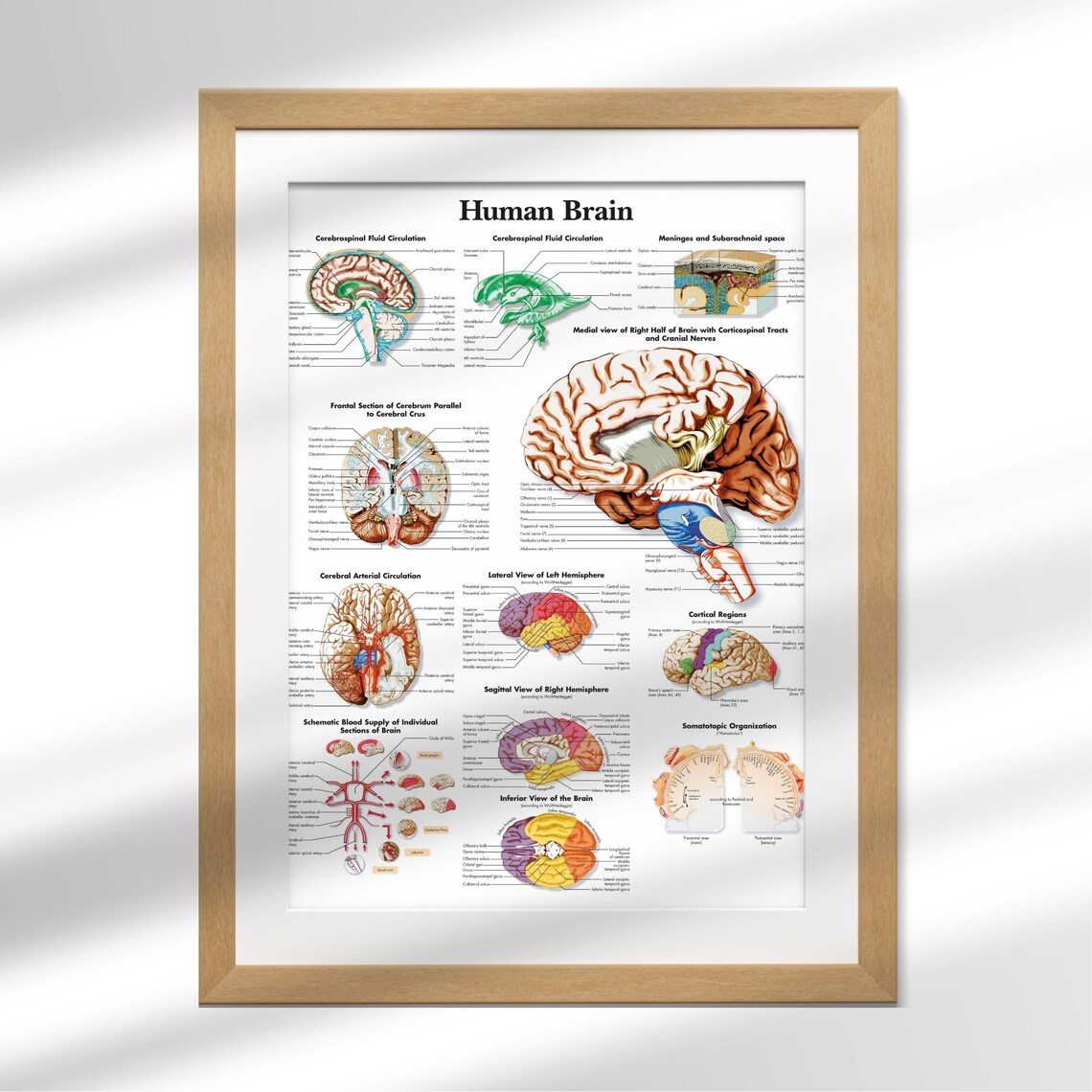 Human Brain Chart Anatomy Human Physiology Charts Medical Student Wall ...