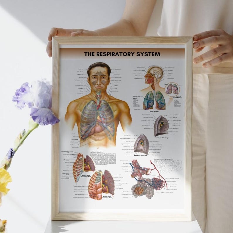 Respiratory System Chart Anatomy Human Physiology Charts Medical ...
