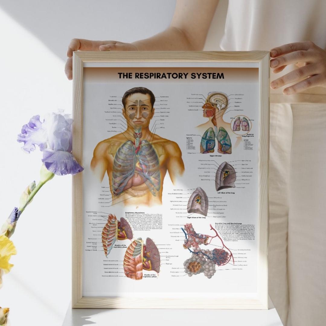 Respiratory System Chart Anatomy Human Physiology Charts Medical ...